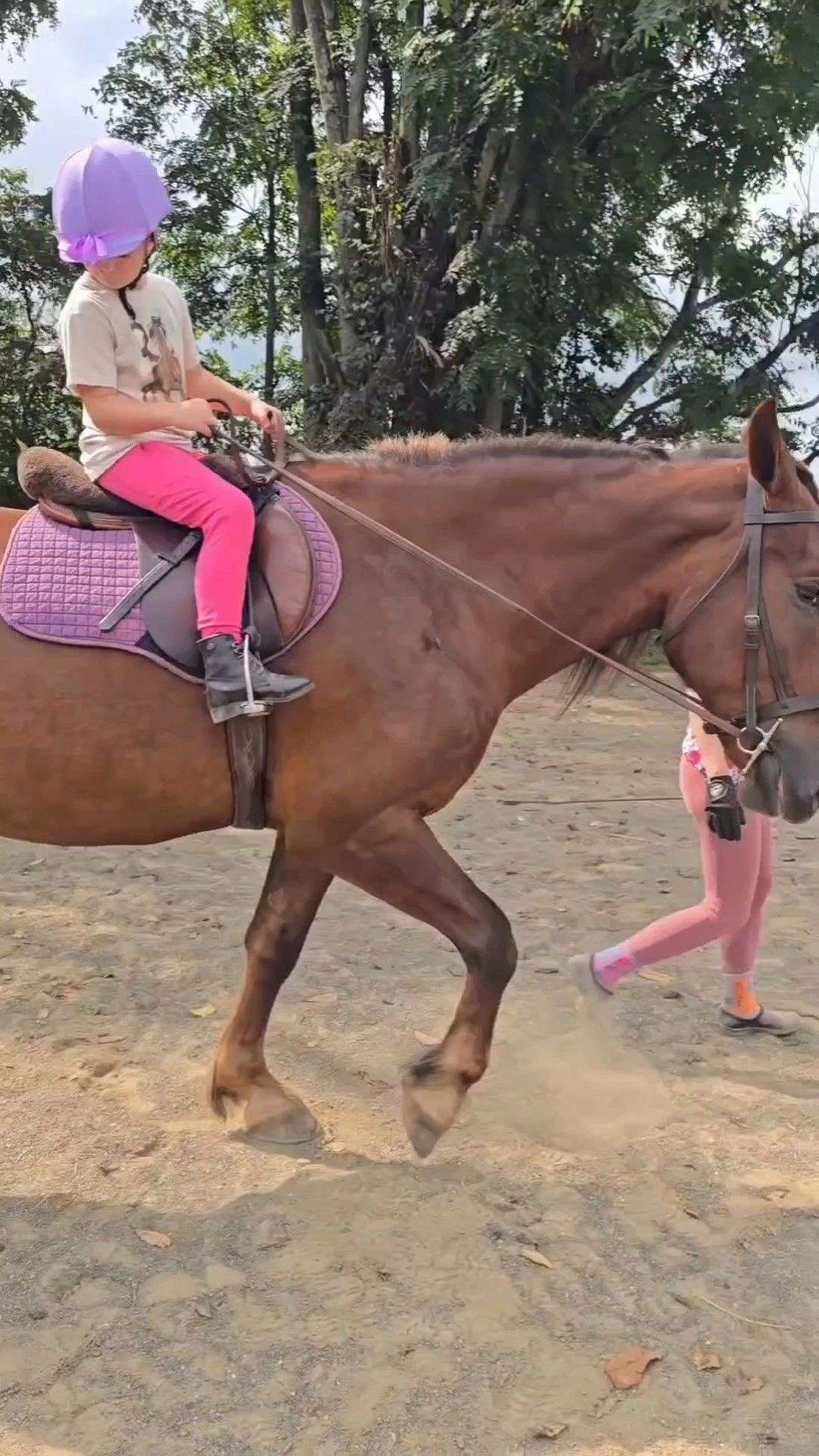 One of a Kind Darling 5 Yr Old Liver Chestnut Draft Cross Mare!