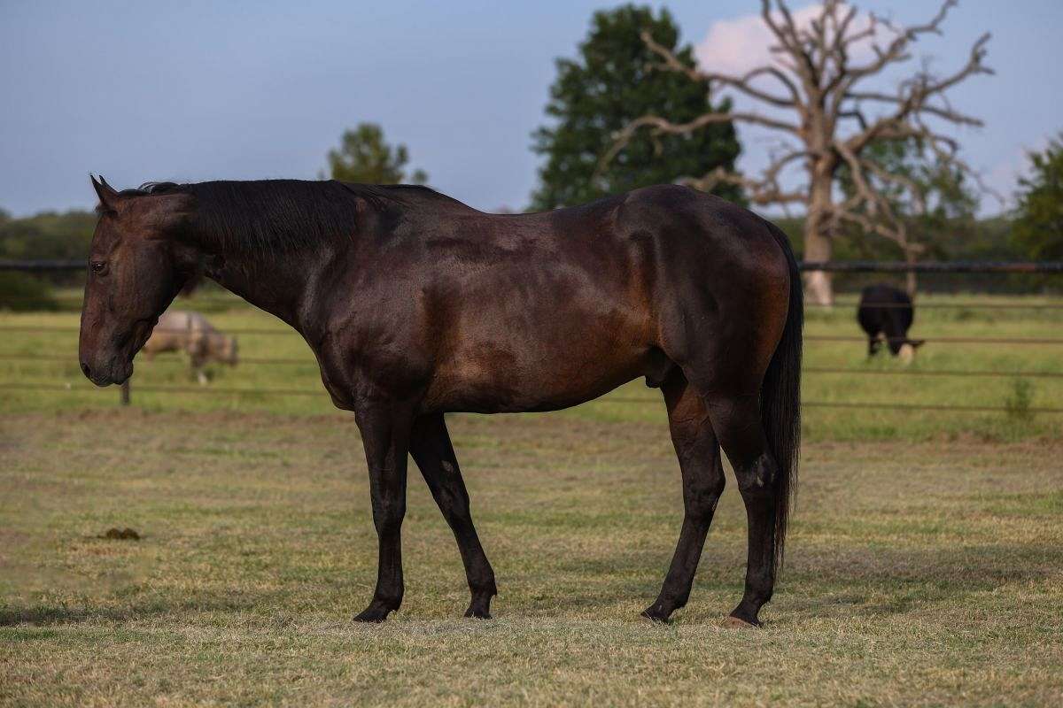 Ranch Horse Deluxe 14 Yr Old Black Quarter Horse Gelding!