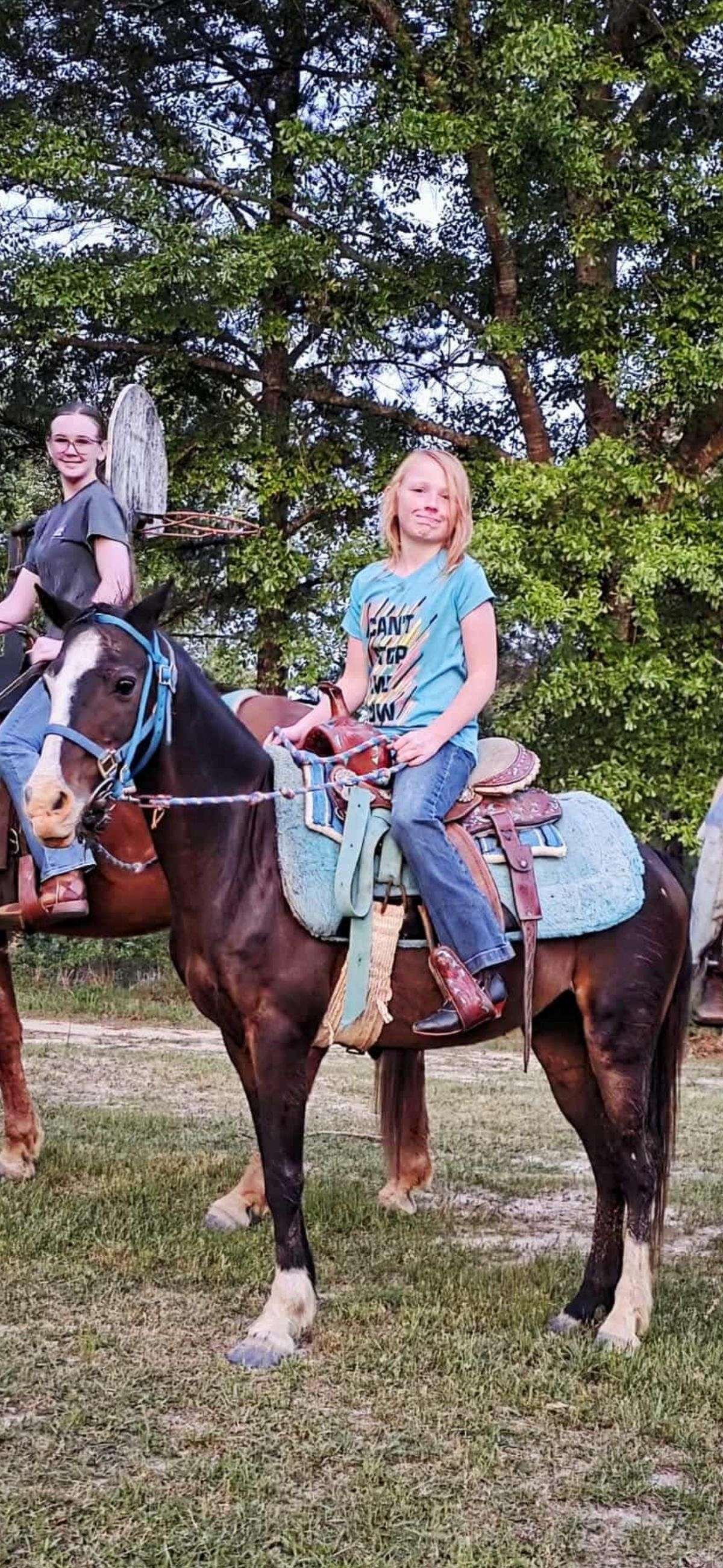 Hackney Pony Gelding