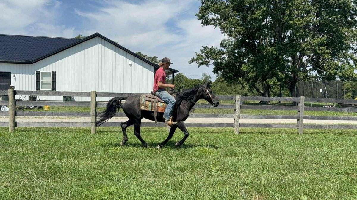 Gorgeous, Gaited, Talented 11 Yr Old Black Missouri Fox Trotter Mare!