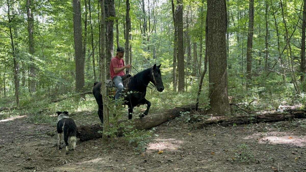 Gorgeous, Gaited, Talented 11 Yr Old Black Missouri Fox Trotter Mare!