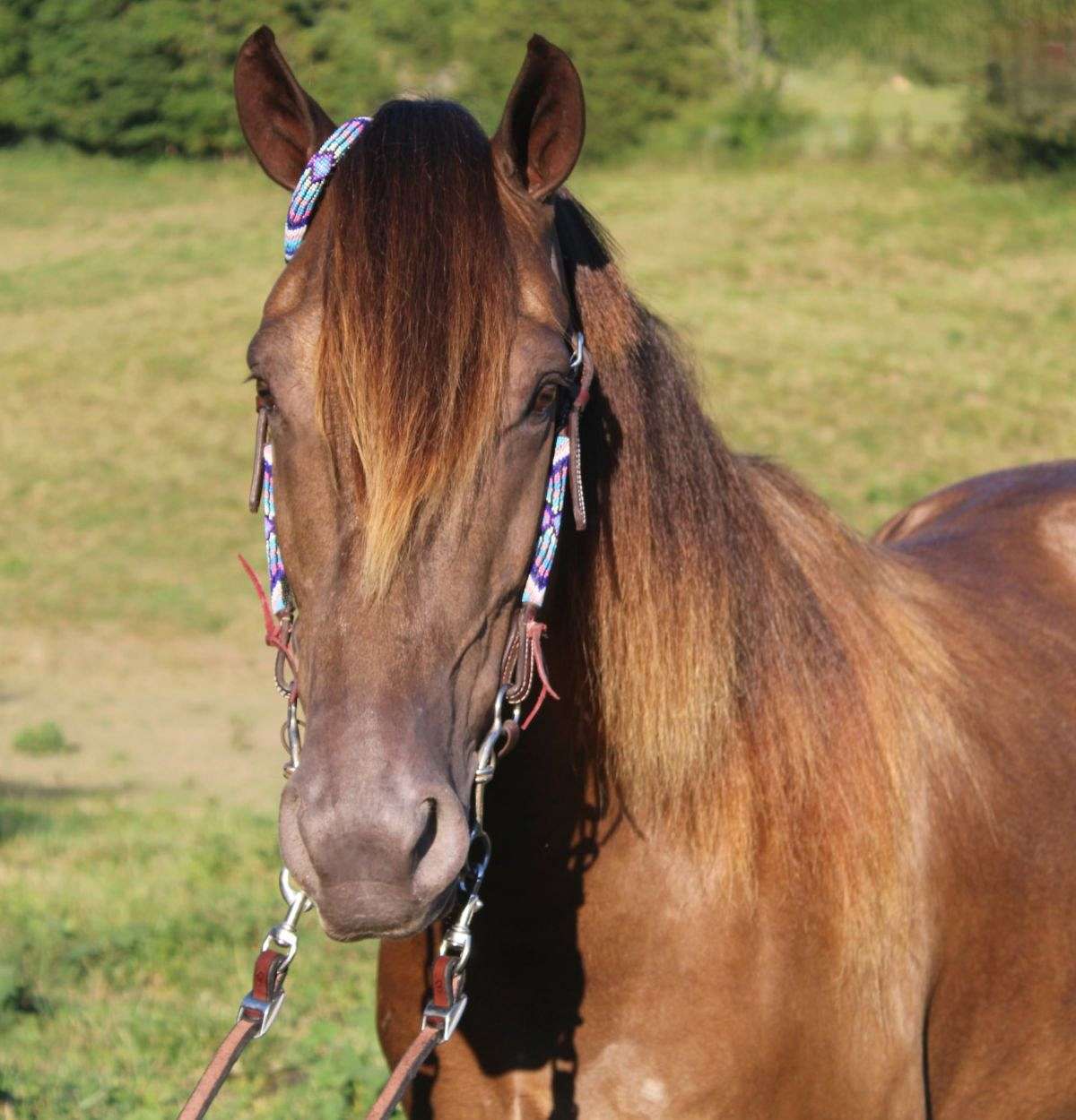 Stunning Versatile Gaited 6 Yr Old Champagne Kentucky Mountain Gelding!