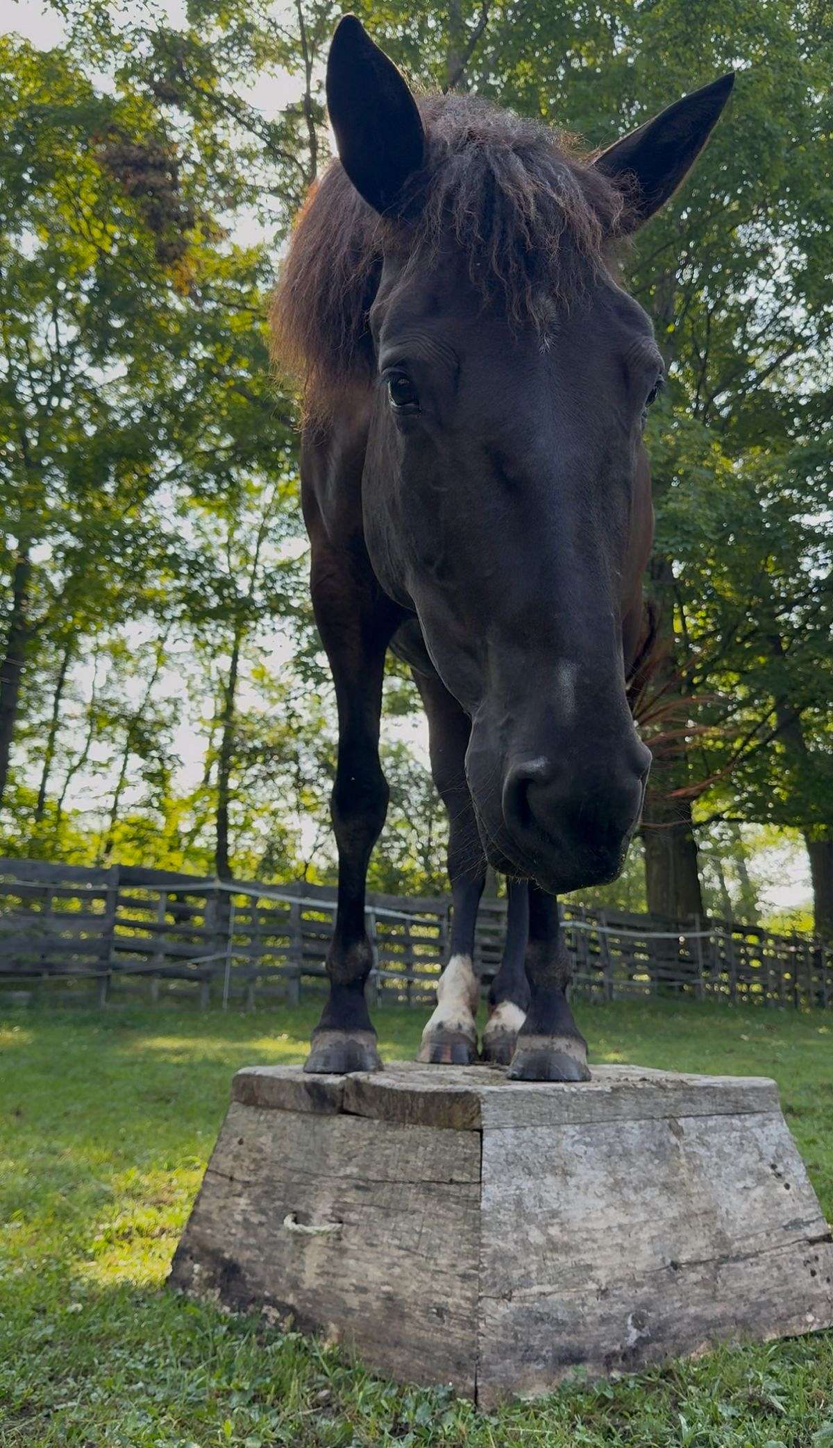 Charming BLM Mustang Mare - She'll Take Her Human Far!