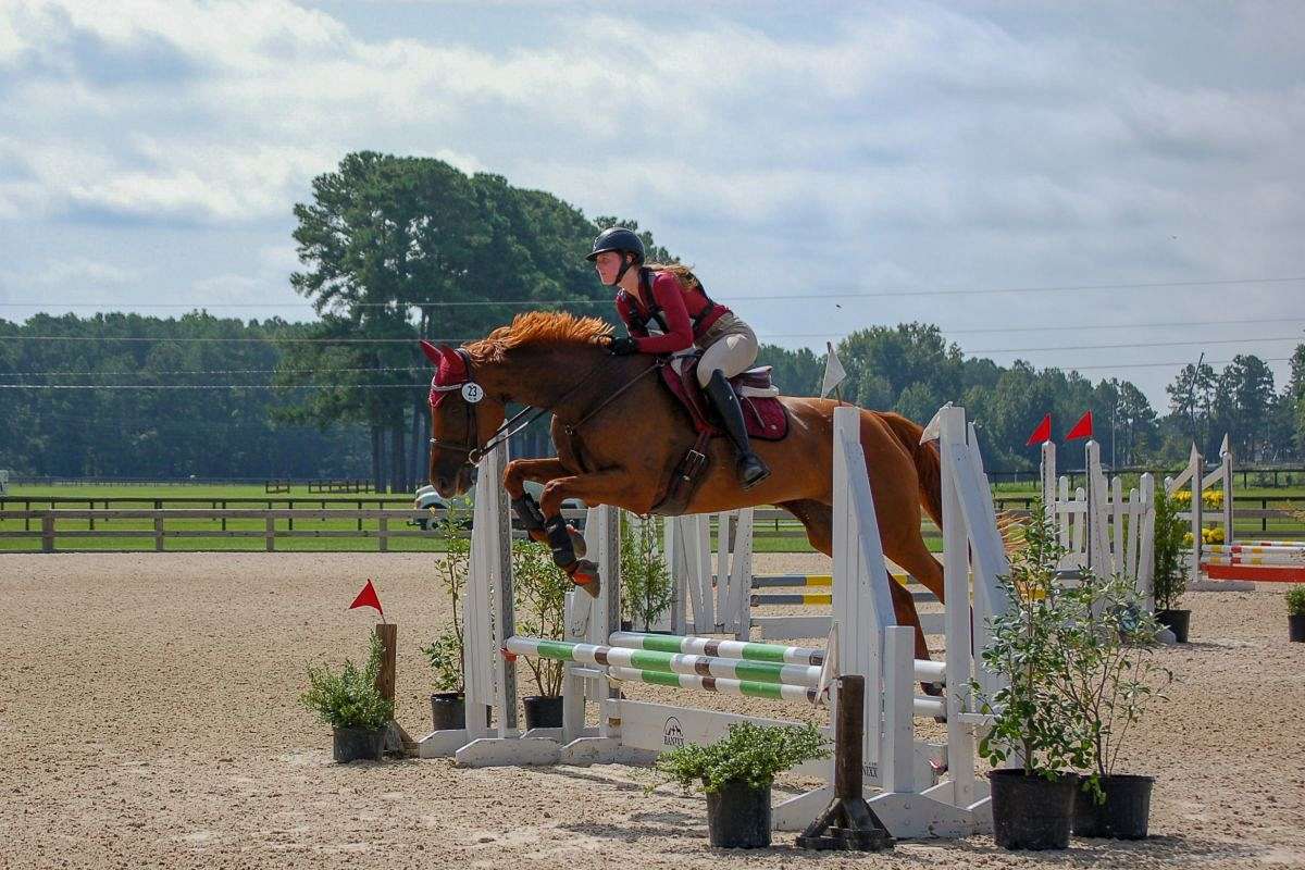 OTTB Mare - Eventer, Jumper, Super Sweet Personality