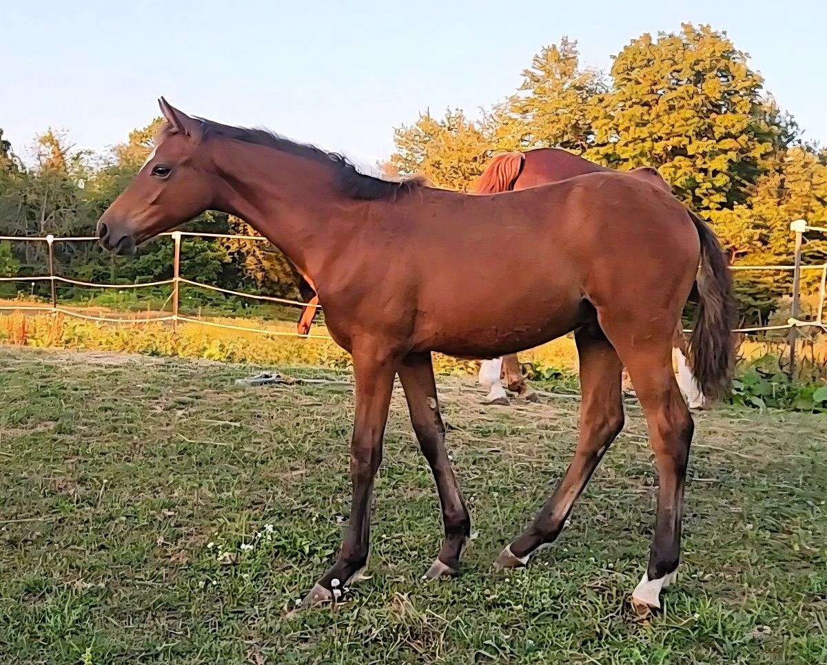Welsh X Warmblood Colt to Mature Totl Large