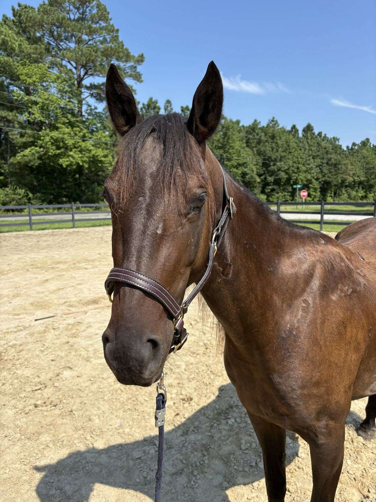 Black QH Mare