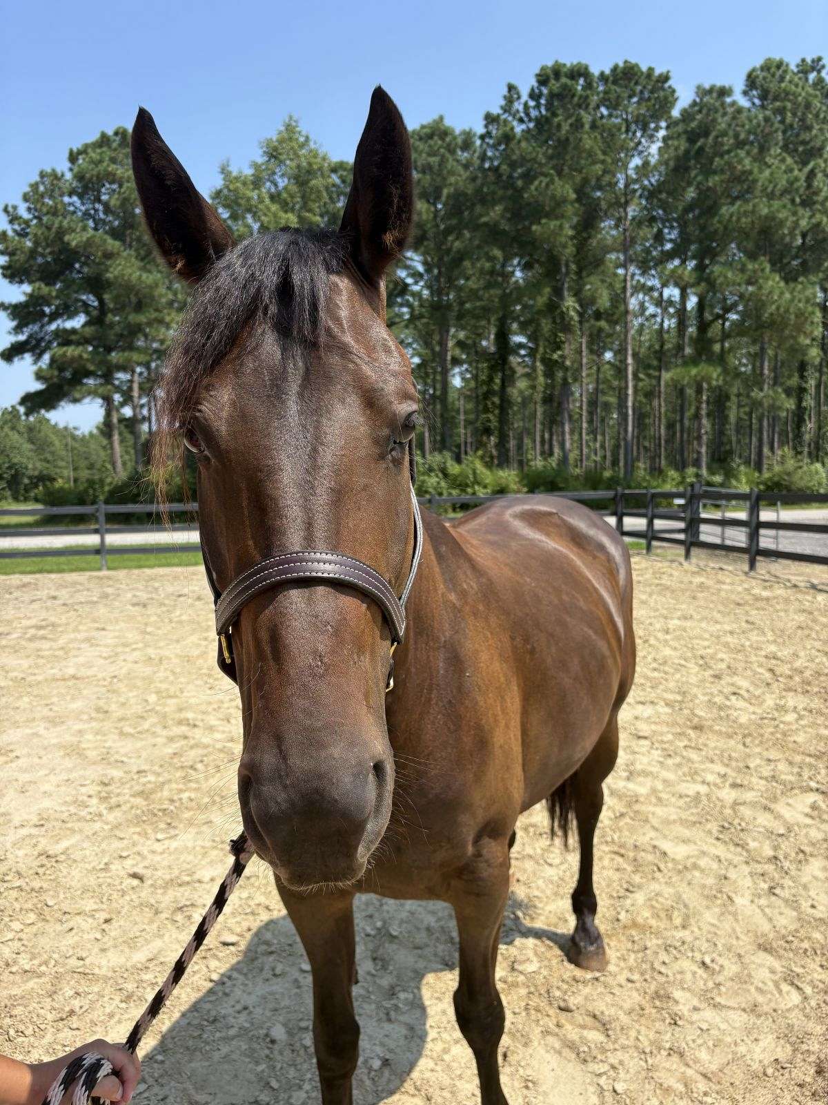 Black QH Mare