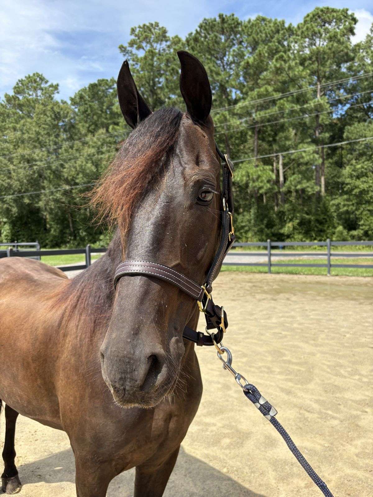 Registered Morgan Gelding