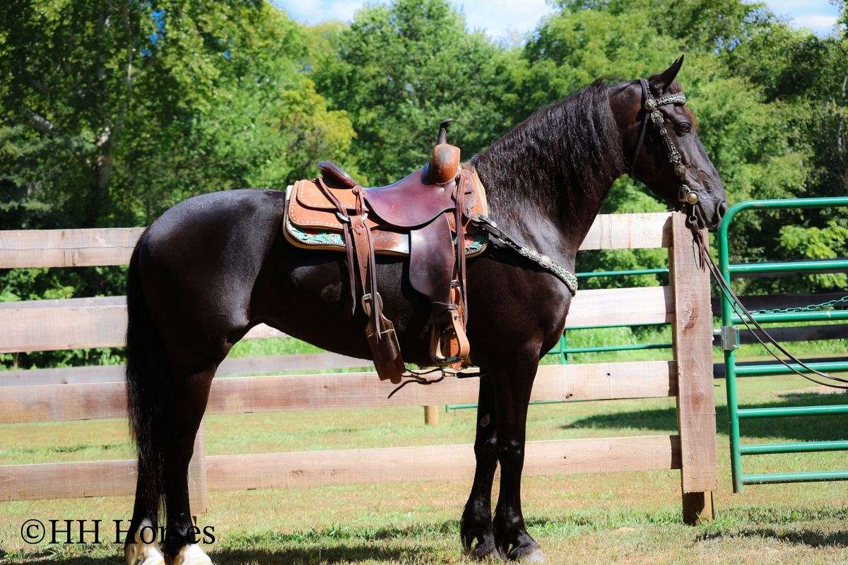 Fancy, Flashy, Intelligent, Black Friesian Morgan Crossbred Mare, Drives