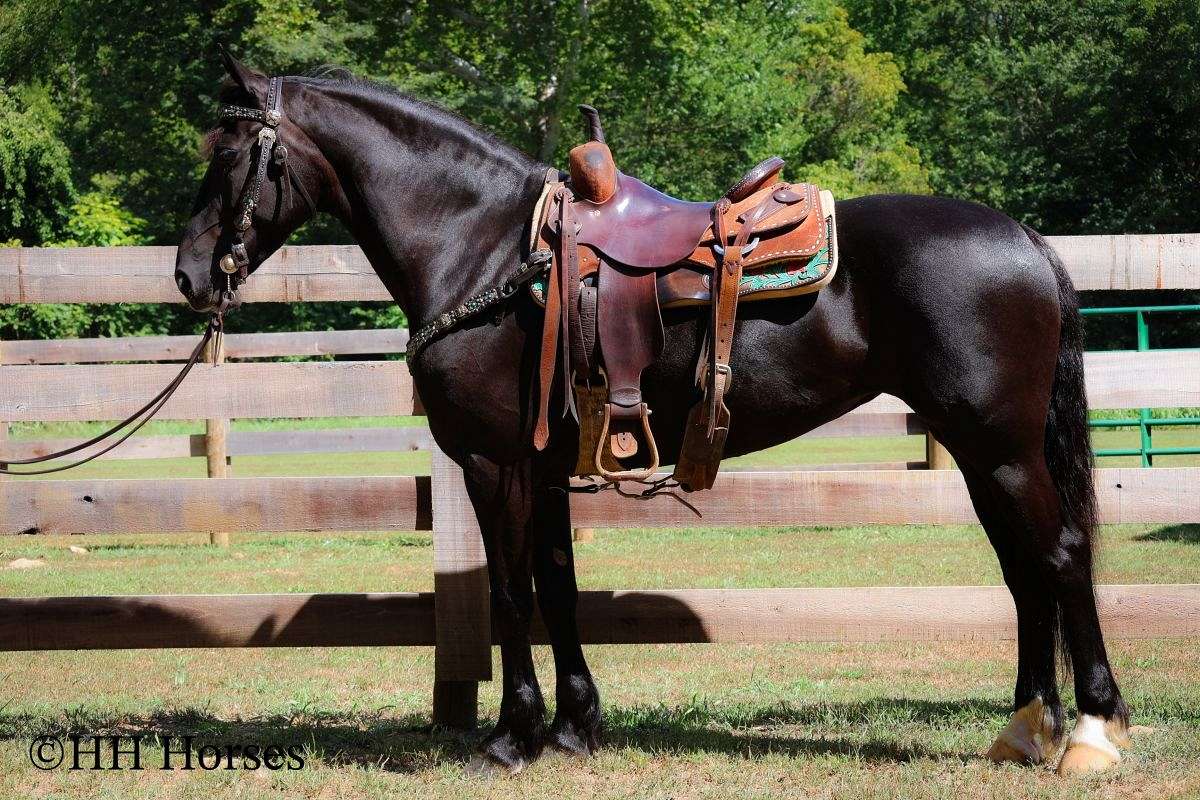 Fancy, Flashy, Intelligent, Black Friesian Morgan Crossbred Mare, Drives