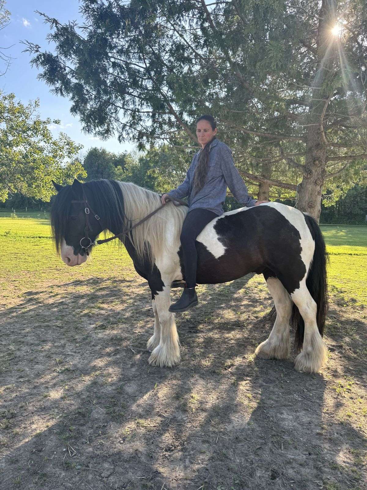 Gypsy Vanner Driving Gelding