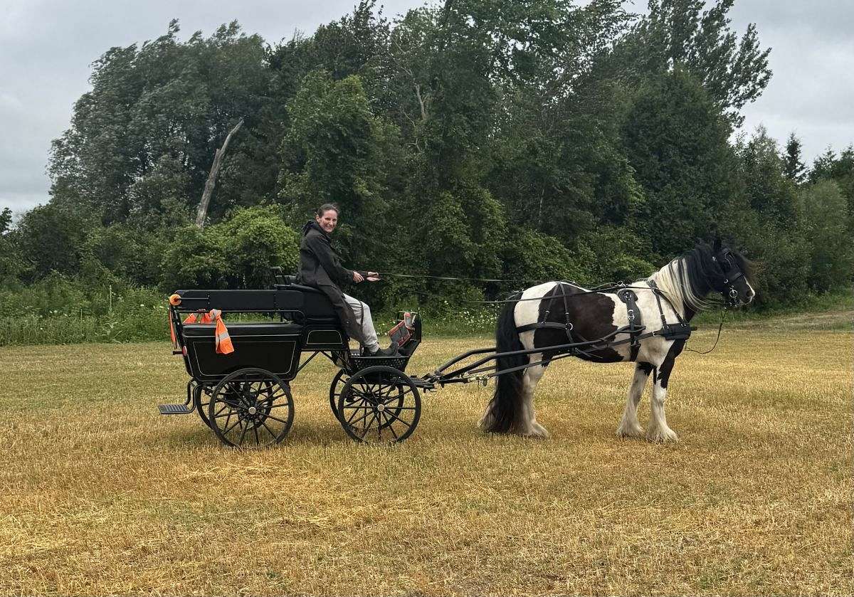 Gypsy Vanner Driving Gelding
