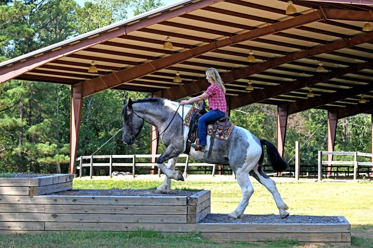 Jonah- Beautiful Blue Roan Draft Cross With the Best Personality!
