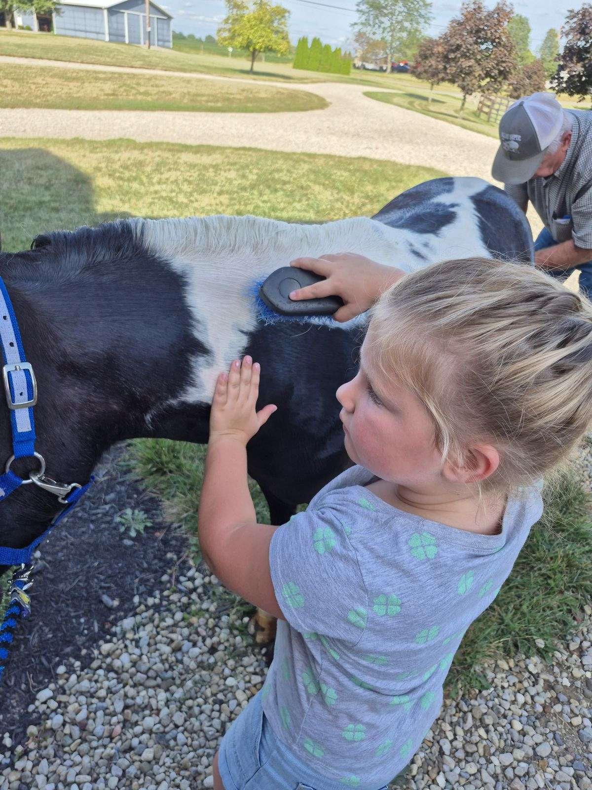 Nice Pony to Ride or Drive for Family Fun!