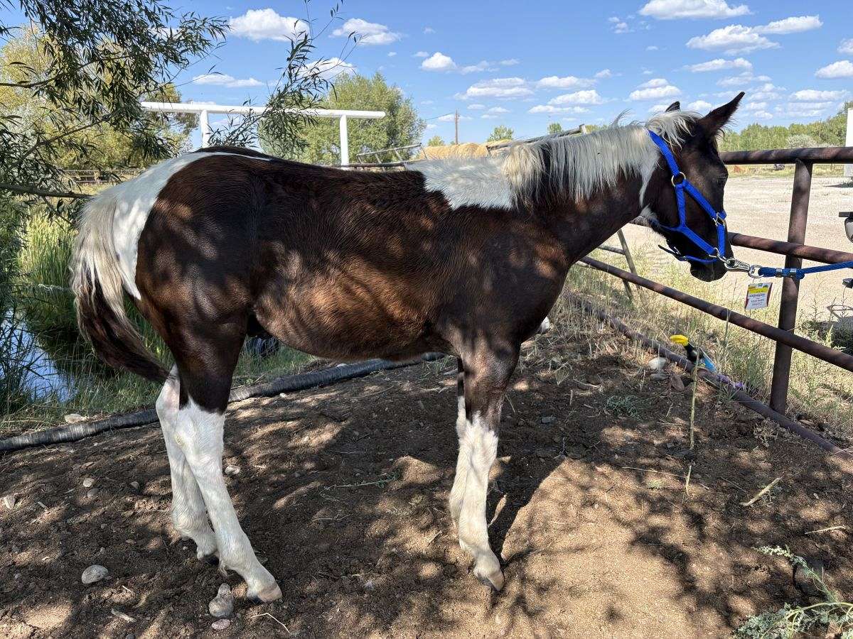 Paint Colt