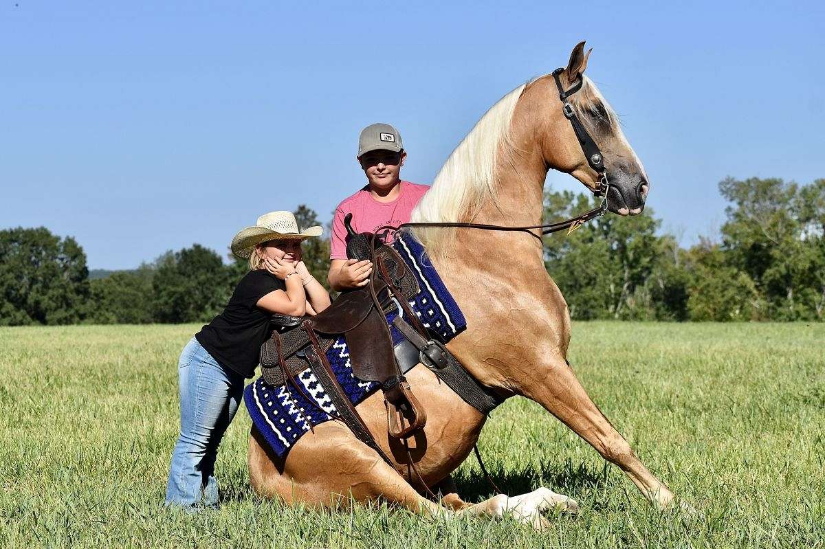 Field Trial, Gentle, Trails, Gaited, Kid Safe