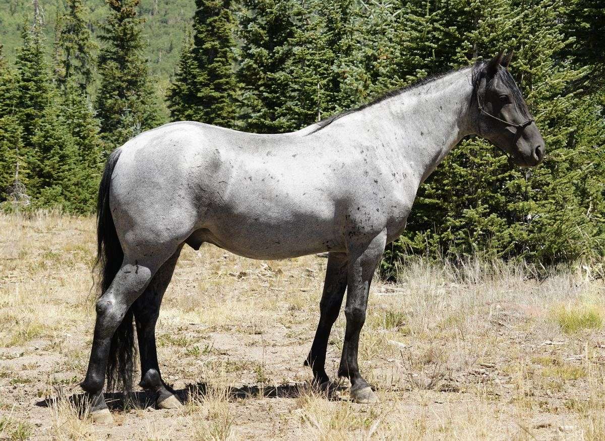 Trail, Gaited, Family, Ranch, Hunting, Gentle