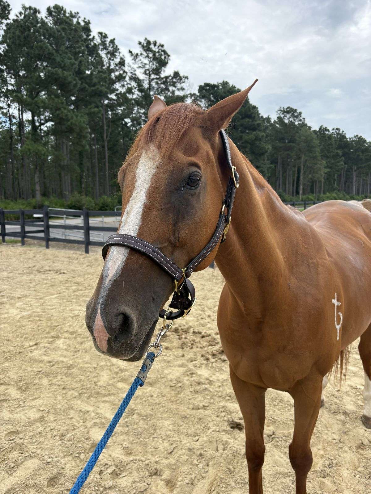 Registered QH Gelding