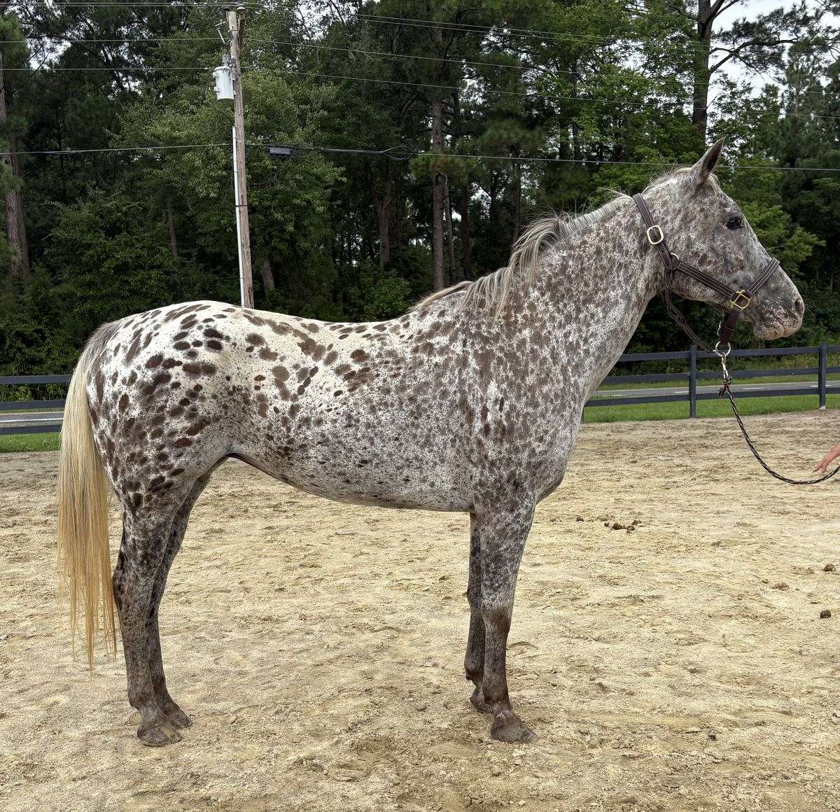 Leopard App Mare