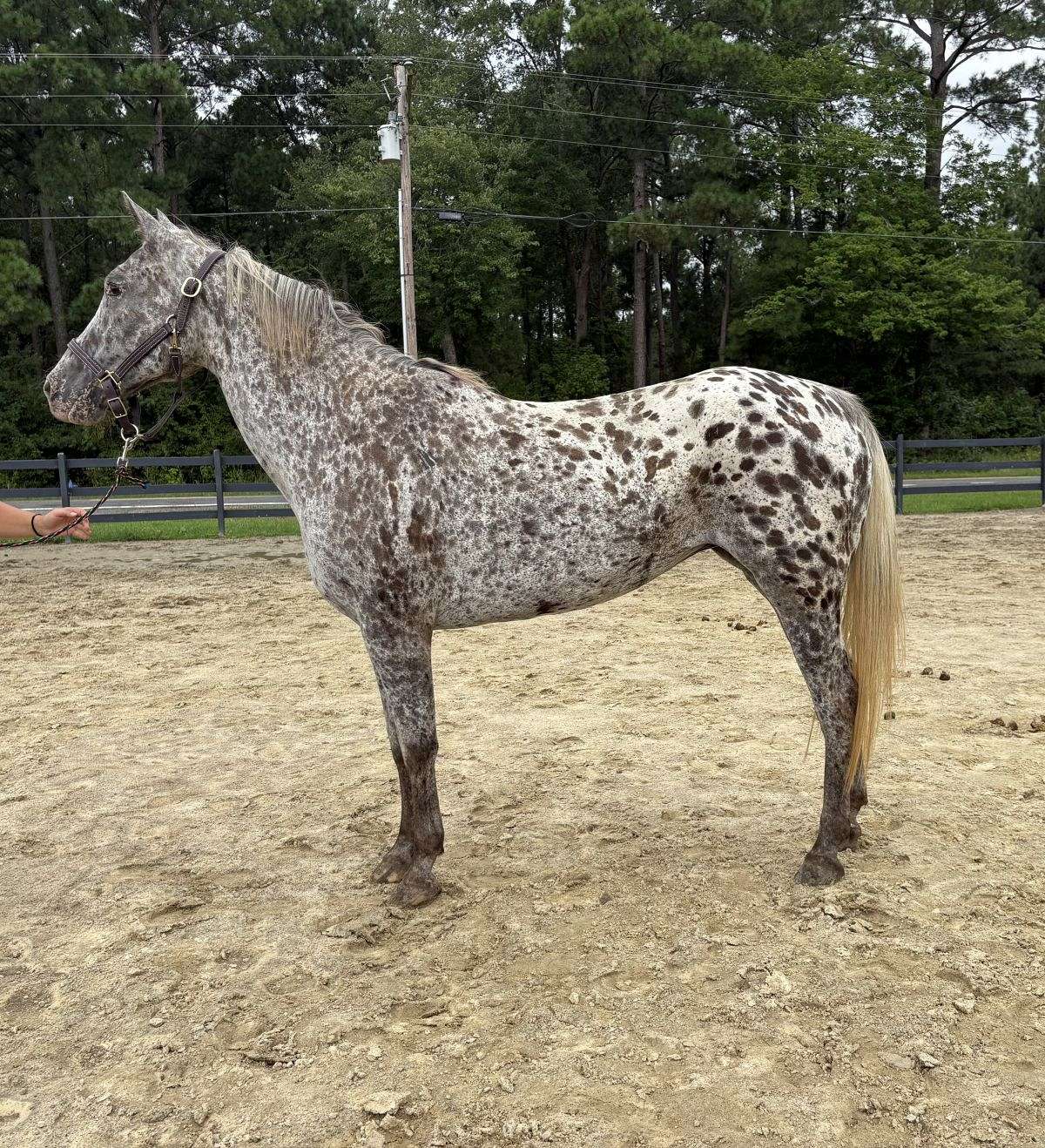 Leopard App Mare