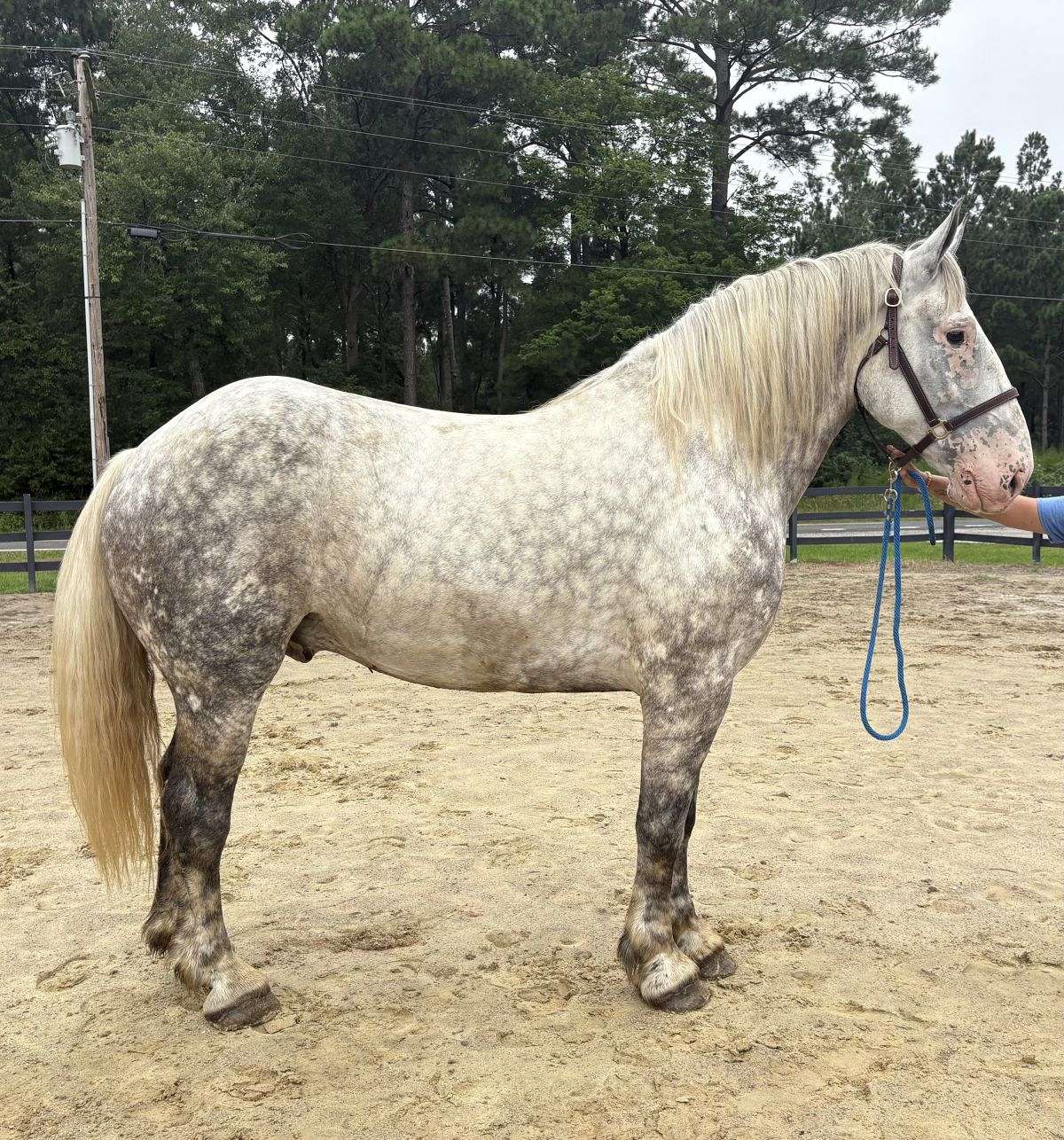 Dapple Percheron Gelding