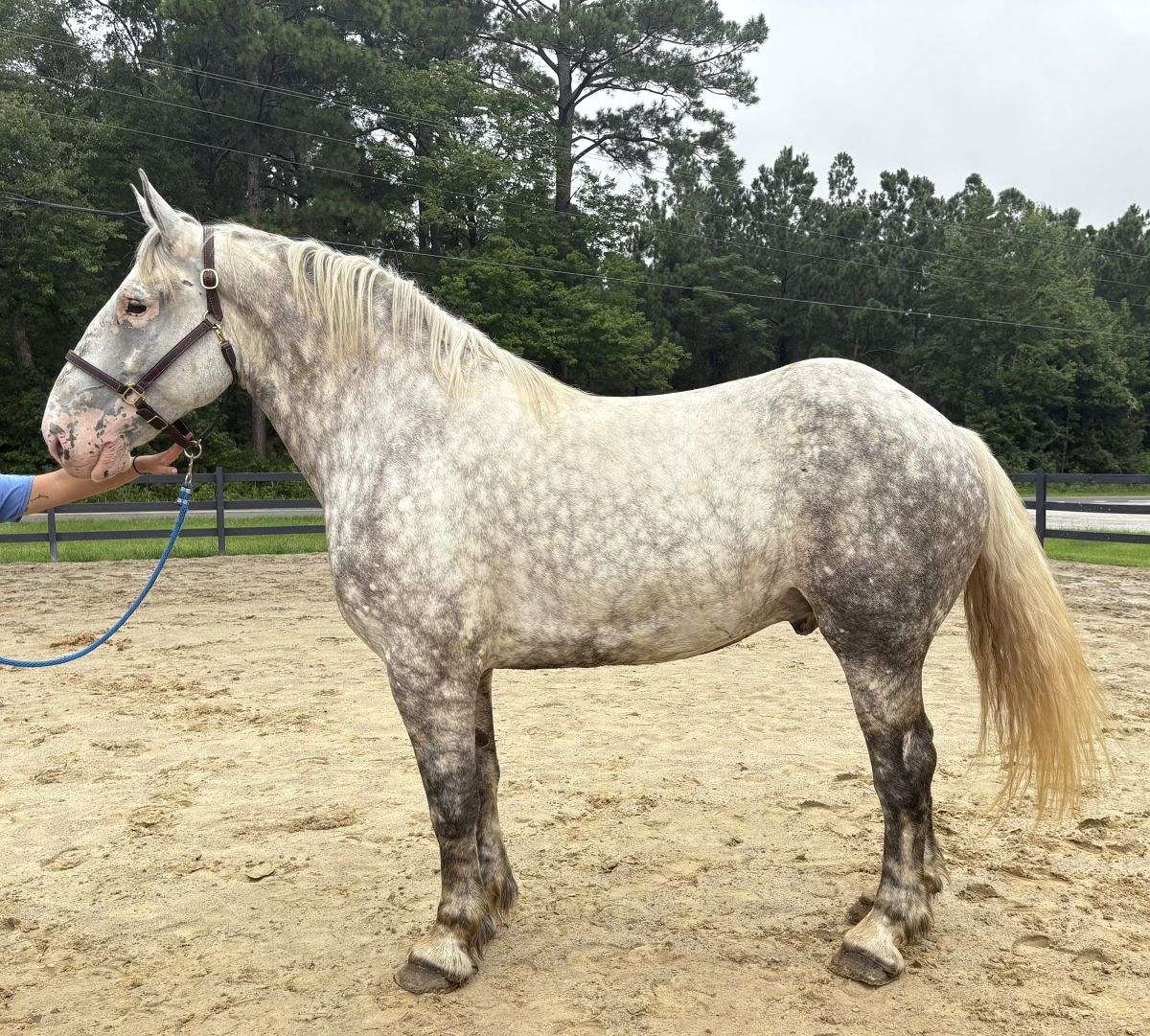 Dapple Percheron Gelding