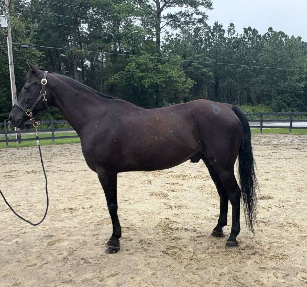 Black Morgan Gelding
