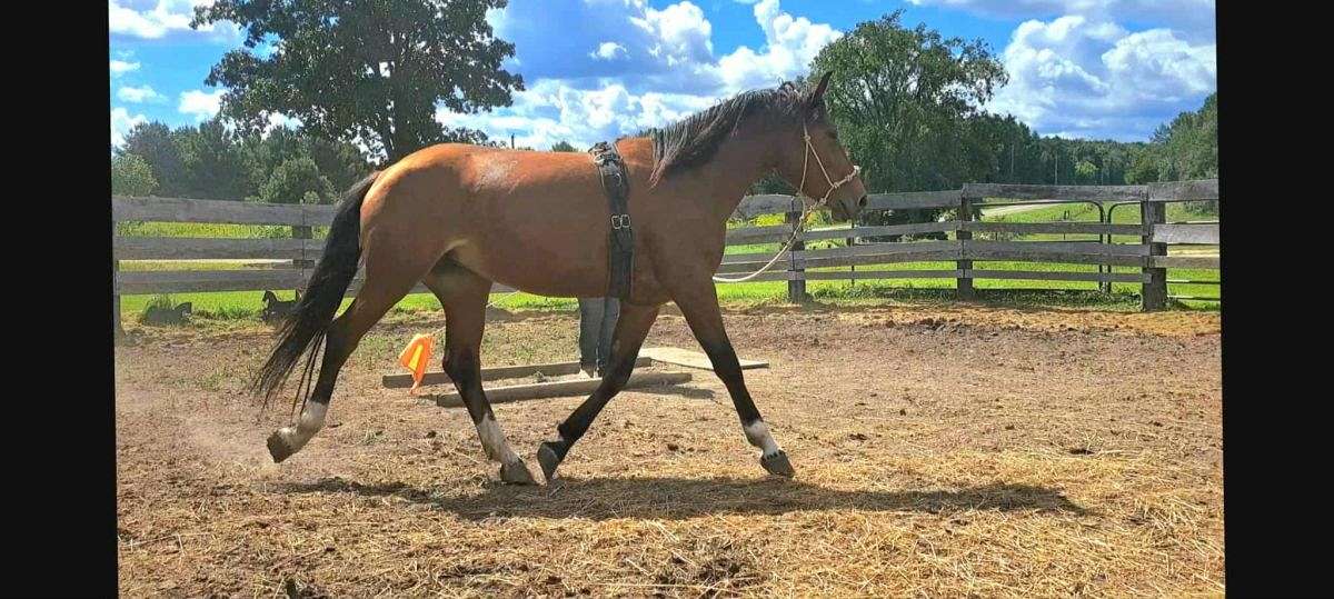 3 yo Solid Built BLM Mare