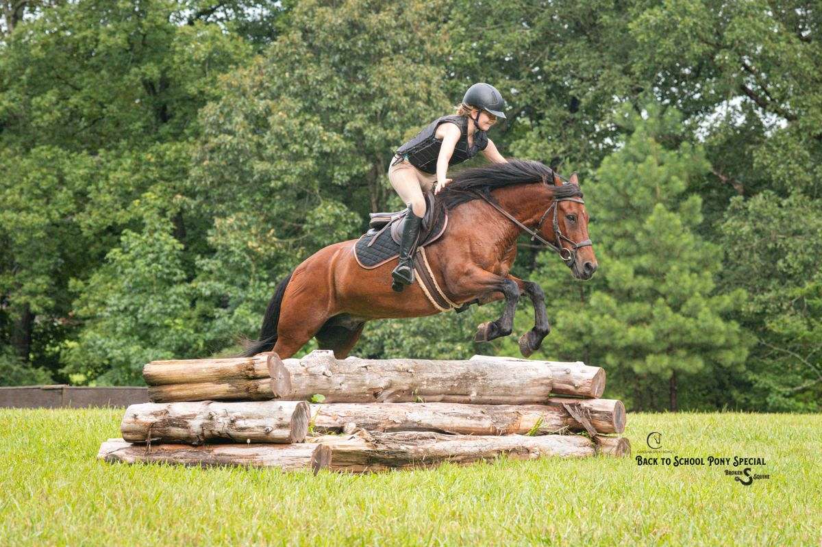 Pony Soprano - Extremely Sweet & Kind 13 yo Bay Welsh X Friesian Gelding!