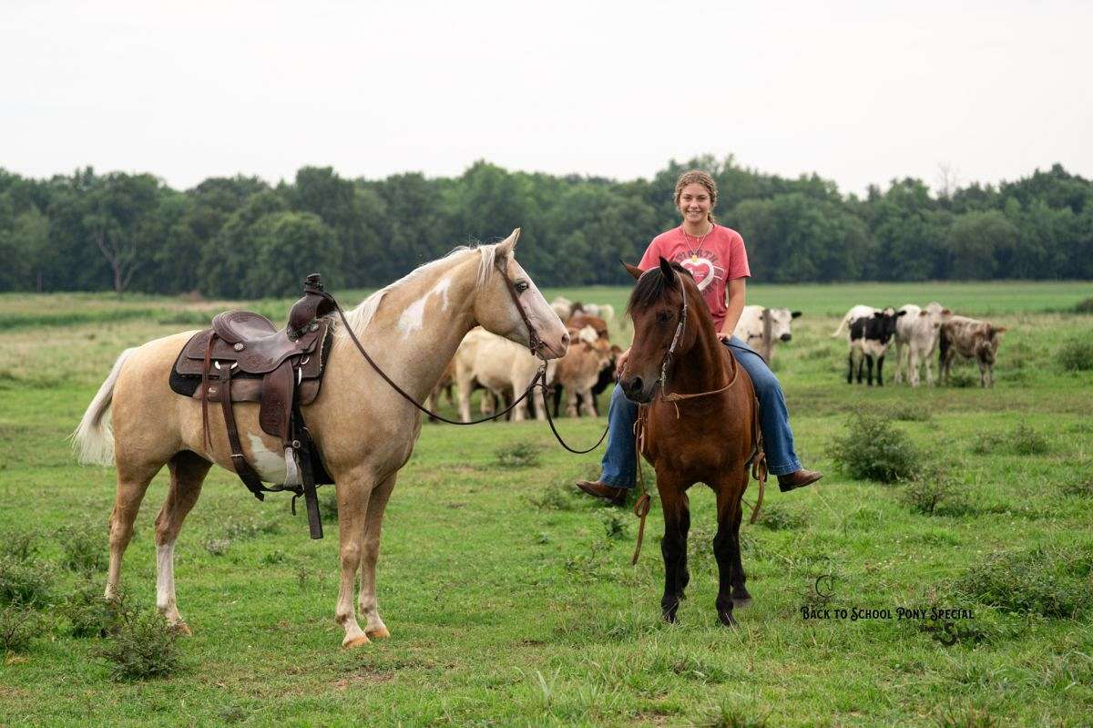Pony Soprano - Extremely Sweet & Kind 13 yo Bay Welsh X Friesian Gelding!