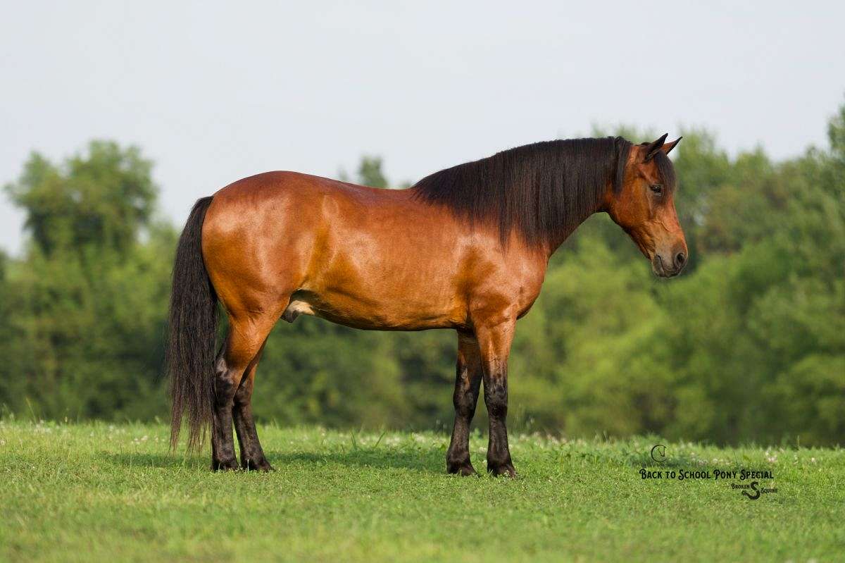 Pony Soprano - Extremely Sweet & Kind 13 yo Bay Welsh X Friesian Gelding!