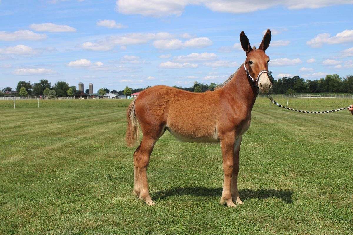 Baby Molly Mule