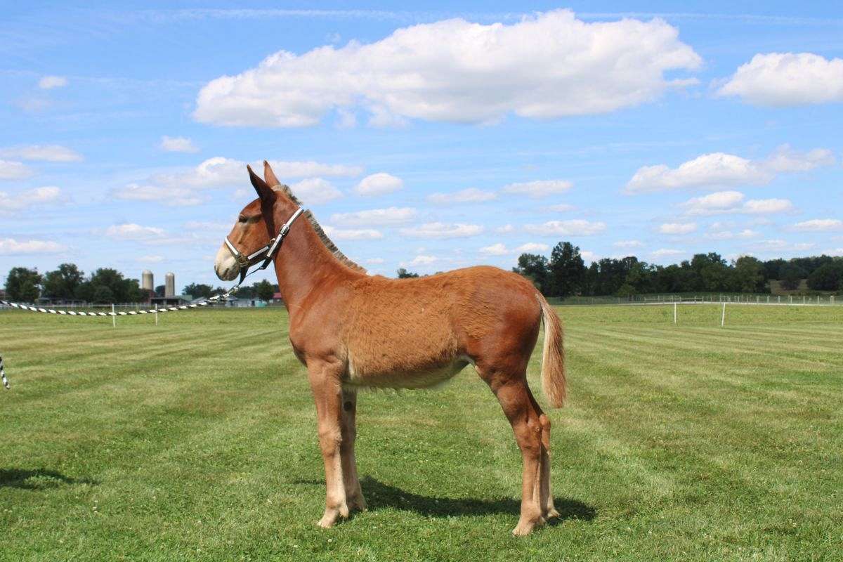 Baby Molly Mule