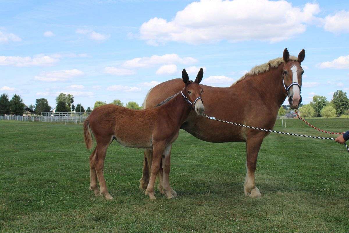 Baby Molly Mule