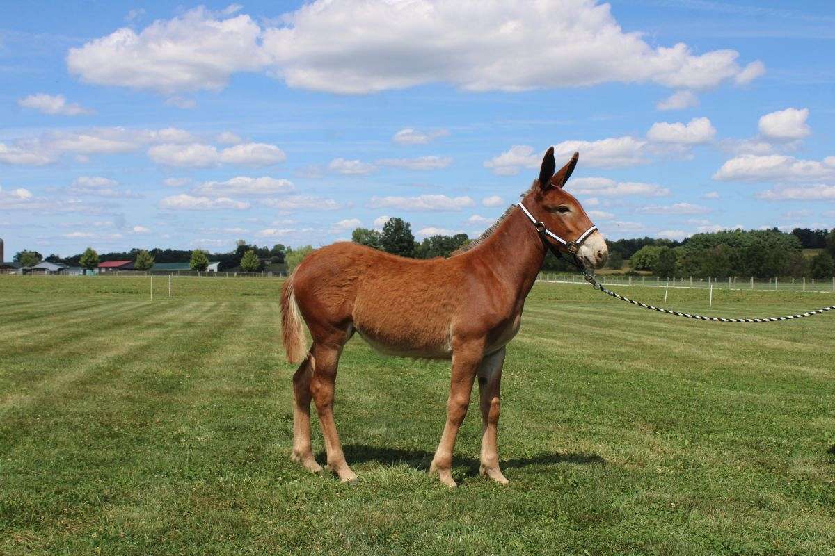 Baby Molly Mule
