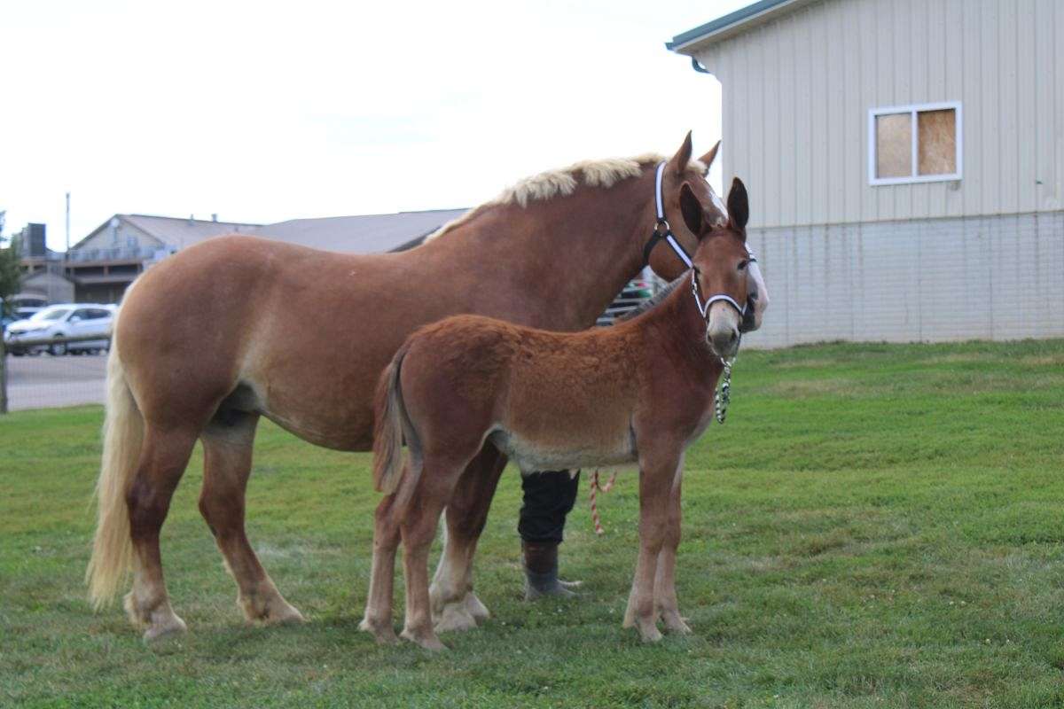 Baby Molly Mule