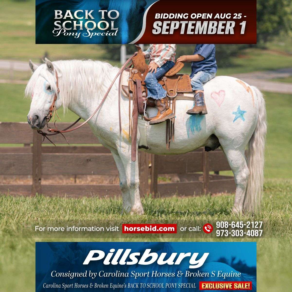Pillsbury - an Absolute Unicorn 7 Yr Old Grey Welsh X Quarter Pony Gelding!