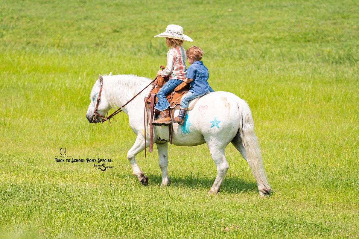 Pillsbury - an Absolute Unicorn 7 Yr Old Grey Welsh X Quarter Pony Gelding!