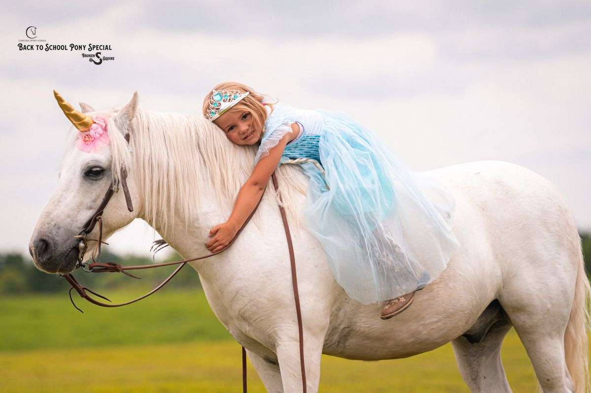 Pillsbury - an Absolute Unicorn 7 Yr Old Grey Welsh X Quarter Pony Gelding!