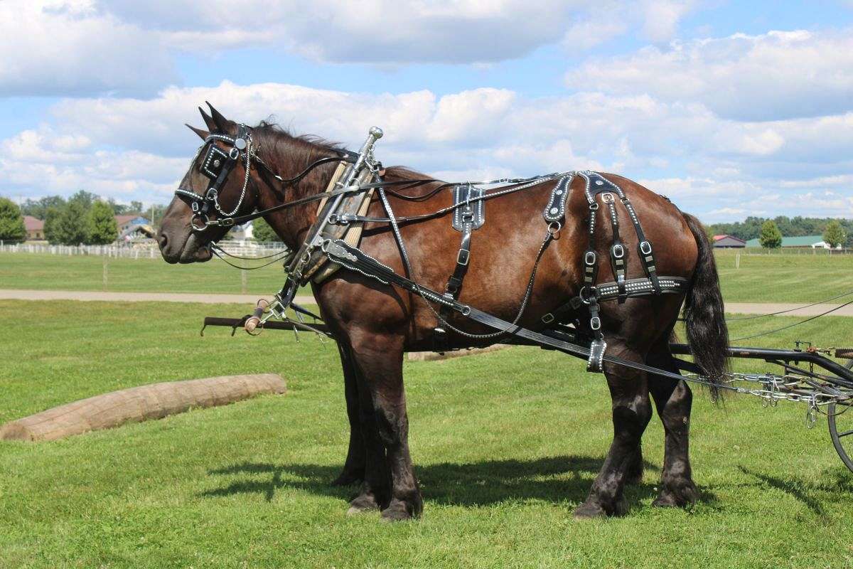 Broke Broke Percheron Team