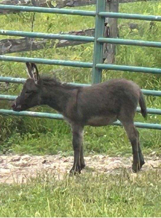Miniature Baby Donkey