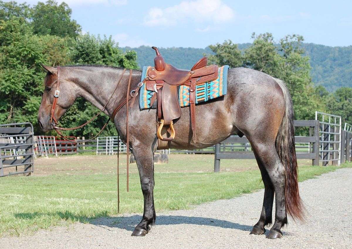 Stunning 3-Year-Old, 15.3h Bay Roan Quarter Horse Gelding