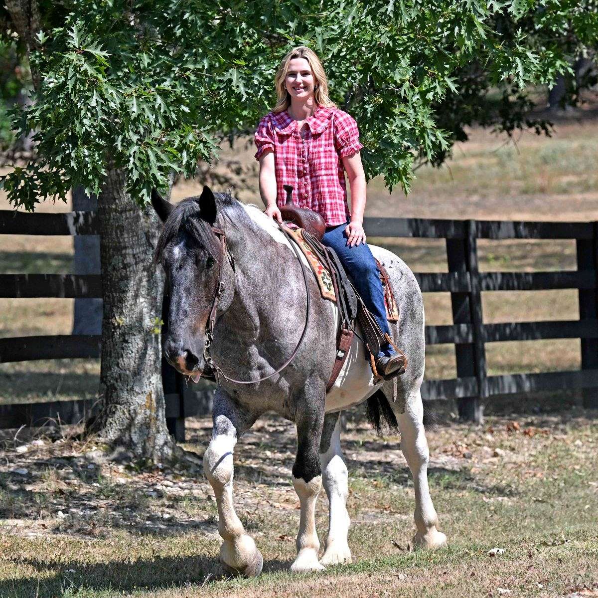 Jonah- Beautiful Blue Roan Draft Cross With the Best Personality!