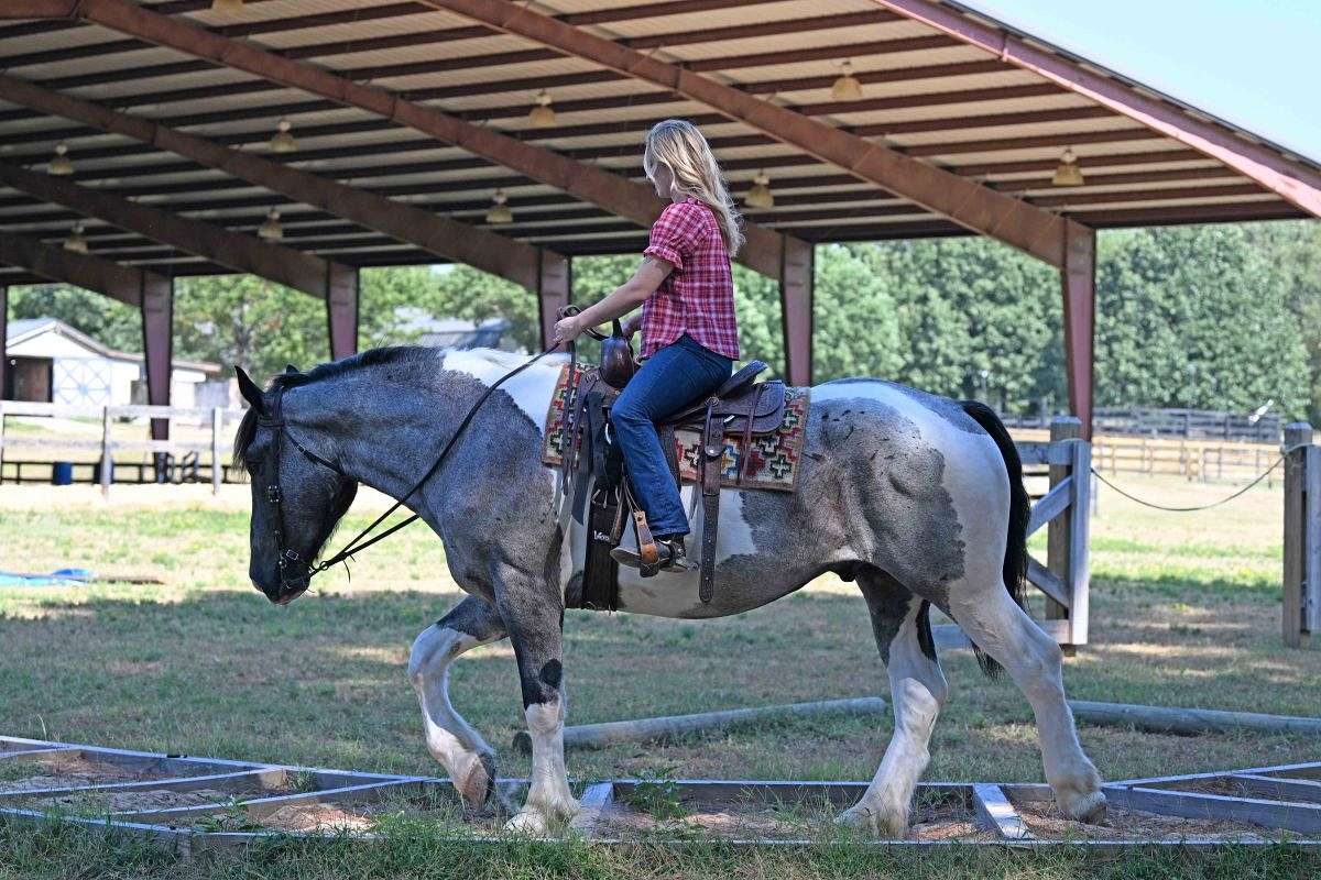 Jonah- Beautiful Blue Roan Draft Cross With the Best Personality!