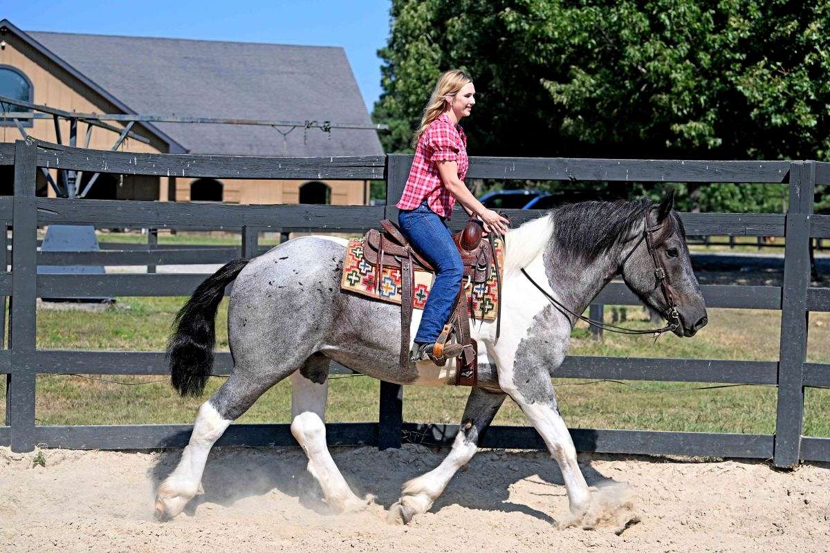 Jonah- Beautiful Blue Roan Draft Cross With the Best Personality!