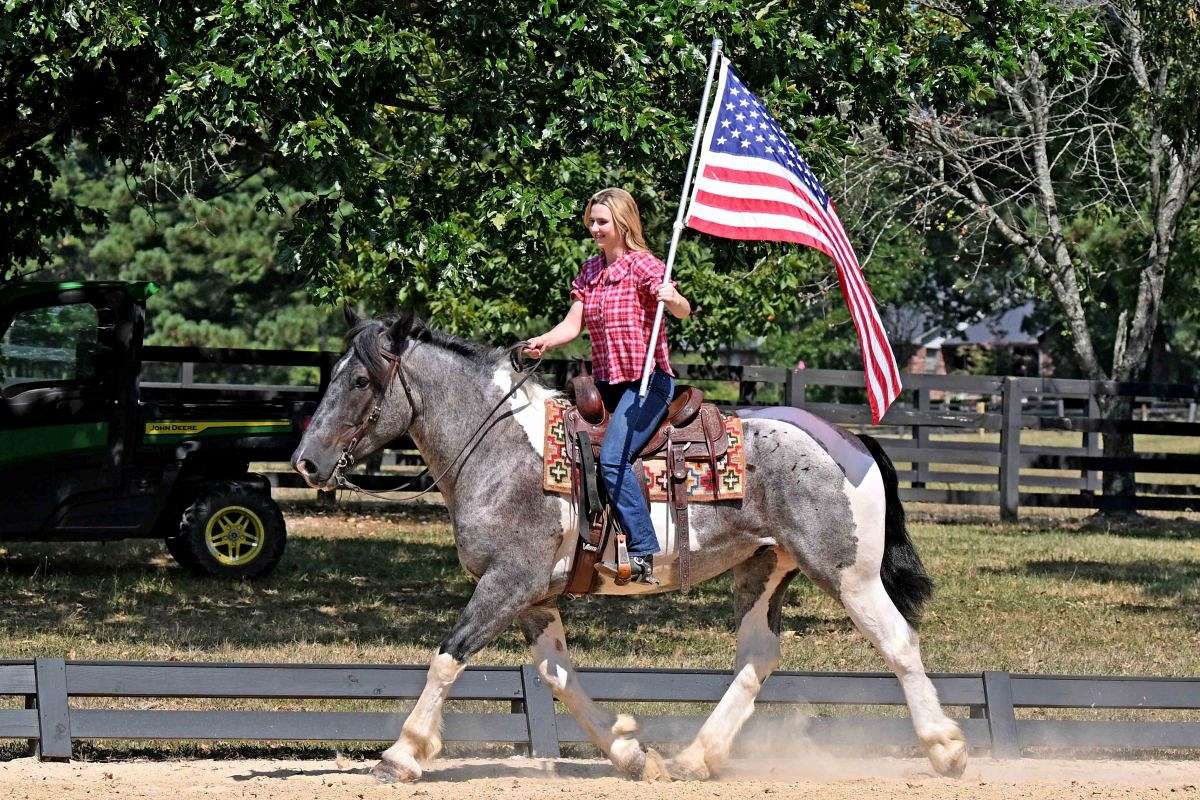 Jonah- Beautiful Blue Roan Draft Cross With the Best Personality!