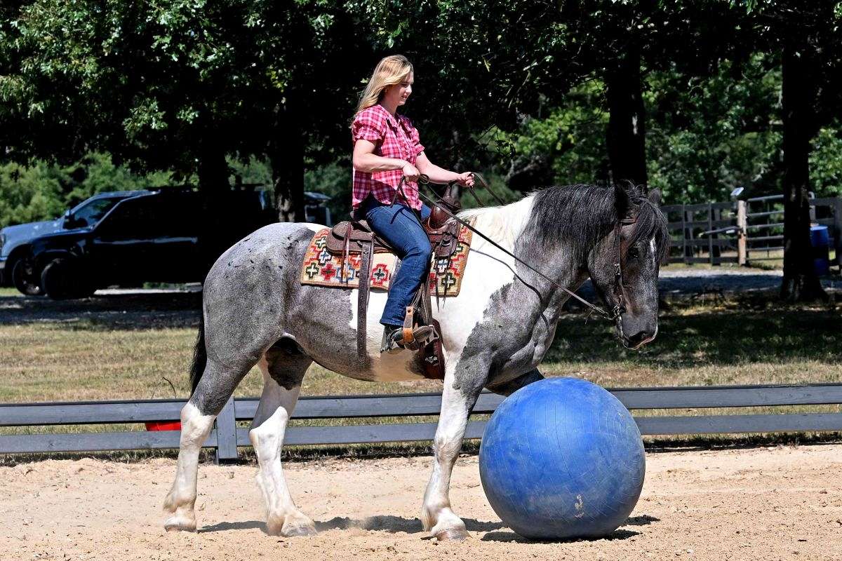 Jonah- Beautiful Blue Roan Draft Cross With the Best Personality!