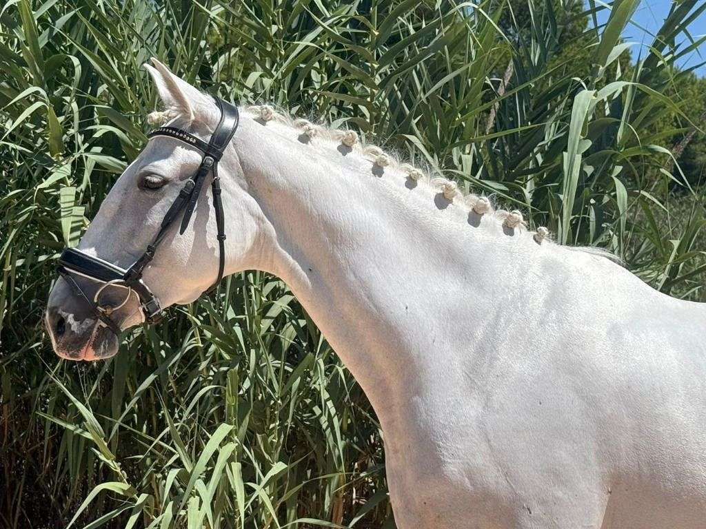 PRE Mare At Grand Prix Level for Sale.