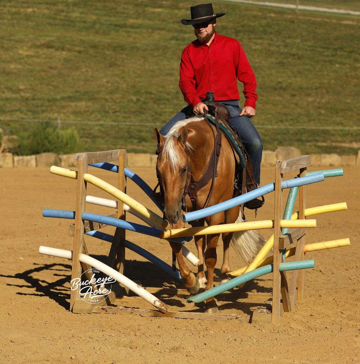 Winston a Golden 2021 Model Registered AQHA Gelding Checks All the Boxes.