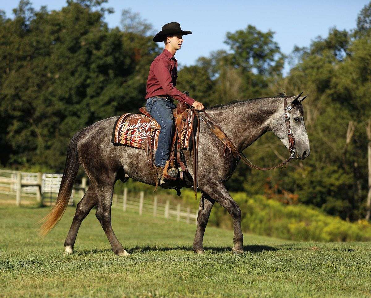 Shadow a 4 Yr 15.1 Hand Dappled Grey AQHA Gelding | Trail Ready